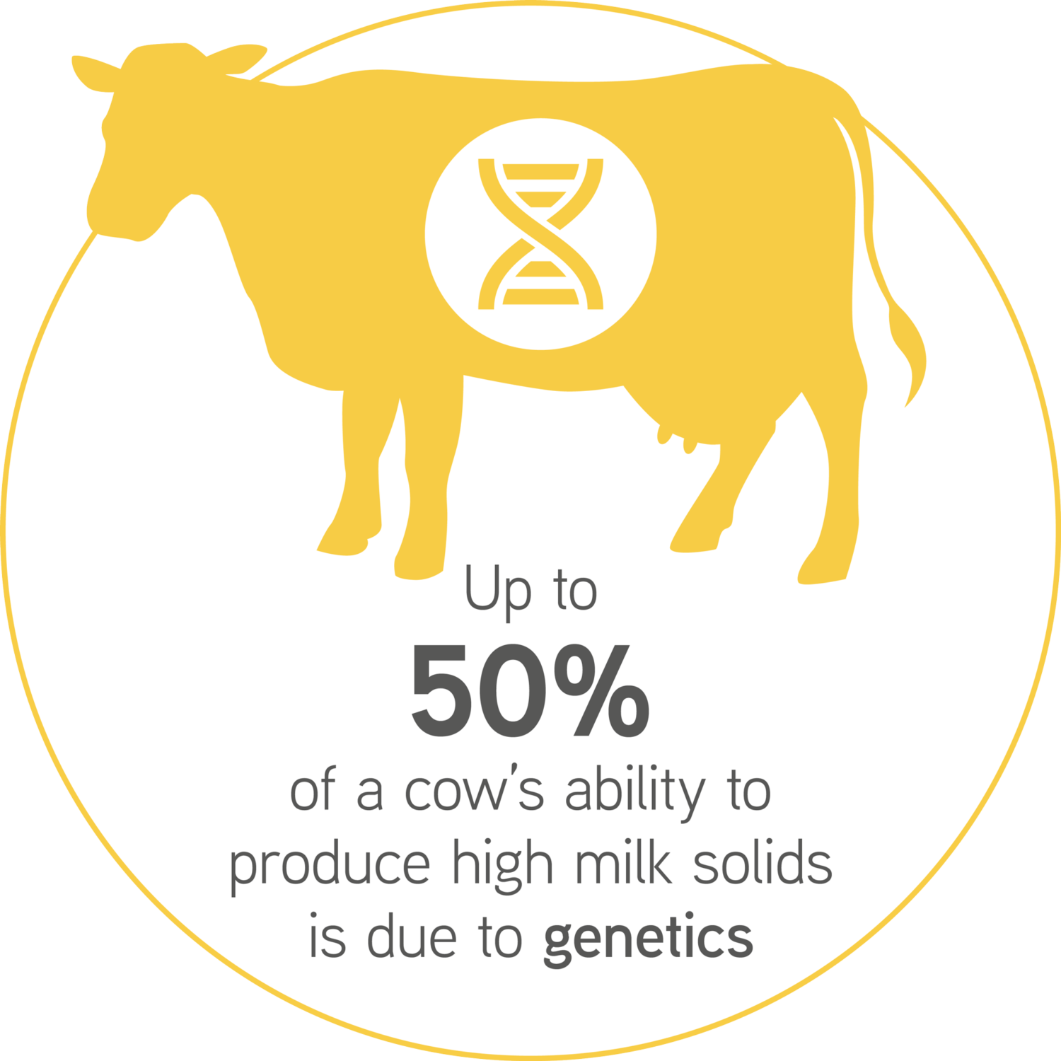1000kg-Cow-infographic-yellow - Kite Consulting